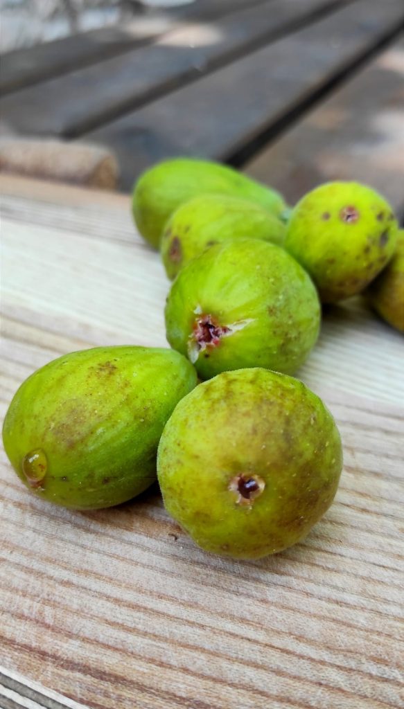 Fico “Ciaro Longhet” – Kefiko