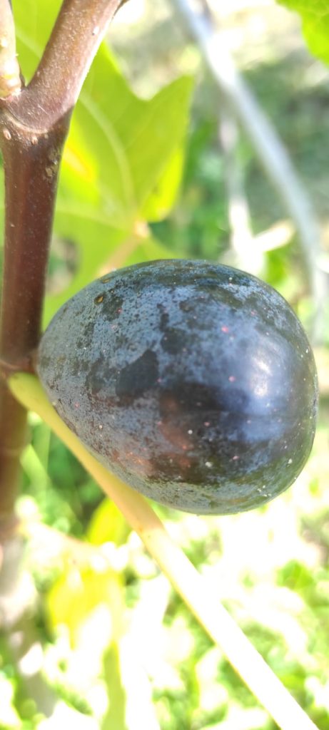 Fico “Melanzana” – Kefiko