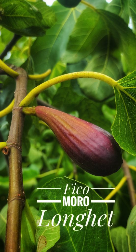 Fico “Moro Longhet” – Kefiko